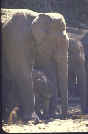Herd Khedda Elephants Editorial Stock Photo - Stock Image | Shutterstock