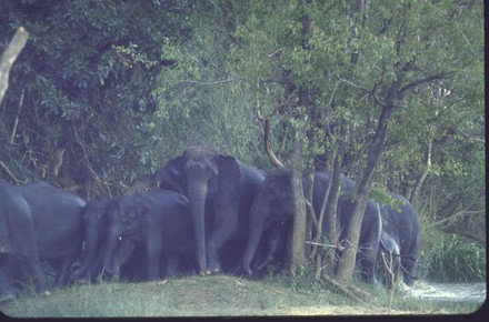 Herd Khedda Elephants Editorial Stock Photo - Stock Image | Shutterstock