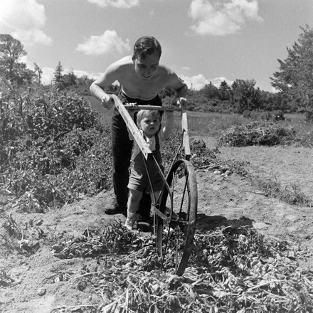 Men Standing Corn Field Rockport Maine Editorial Stock Photo - Stock ...