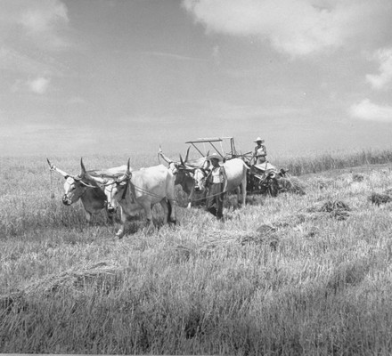 Team Four Oxen Pulling Old Fashioned Editorial Stock Photo - Stock ...