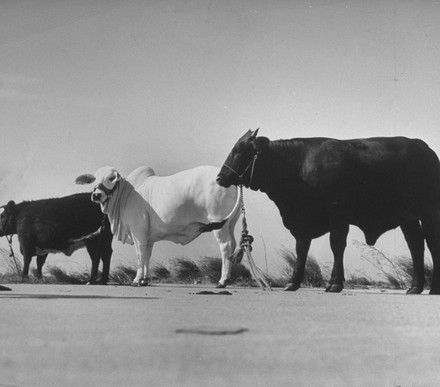 New Breed Cattle Taking 20 Years Editorial Stock Photo - Stock Image ...
