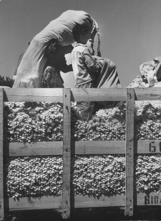 1,000 1950s immigrants Stock Pictures, Editorial Images and Stock ...