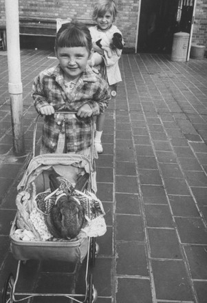 One Little Pushing Stroller Dressed Rabbit Editorial Stock Photo ...