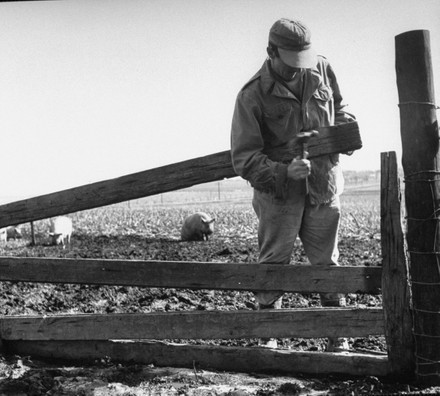 Farmer Fixing Gate On Iowa Farm Editorial Stock Photo - Stock Image ...