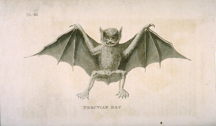 Color Illustration Peruvian Bat Natural History Editorial Stock Photo ...