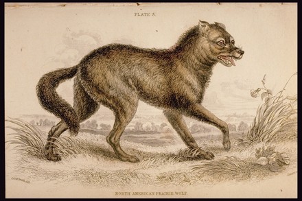 Engraving North American Prairie Wolf Lyciscus Editorial Stock Photo ...