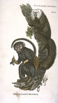 Color Illustrations Fox Tailed Monkey Guyana Editorial Stock Photo ...