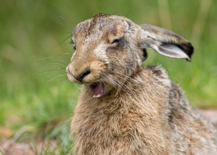 Hare Pictured Harelarious Pose Photographer Spent Editorial Stock Photo ...