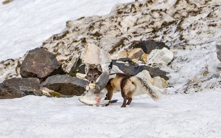 Ferocious Gull Dives Face Off Arctic Editorial Stock Photo - Stock ...