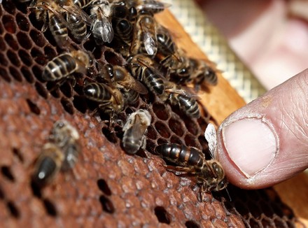 Beekeeper Jesus Points Finger Bee He Editorial Stock Photo - Stock ...