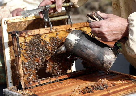 Beekeeper Jesus Inspects Beehive Panel His Editorial Stock Photo ...