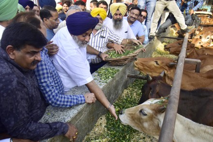 Shiromani Akali Dal Sad President Sukhbir Editorial Stock Photo - Stock Image | Shutterstock