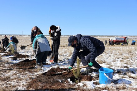 People Plant Trees Nalaikh District Ulan Editorial Stock Photo - Stock ...