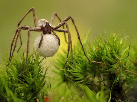 Nursery Web Spider Egg Sac Editorial Stock Photo - Stock Image ...