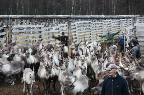 __COUNT__ Annual Reindeer Slaughter, Finland - 2010 Stock Pictures ...