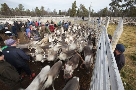 __COUNT__ Annual Reindeer Slaughter, Finland - 2010 Stock Pictures ...