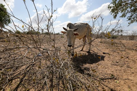 Emaciated Cow Tries Feed On Tree Editorial Stock Photo - Stock Image ...