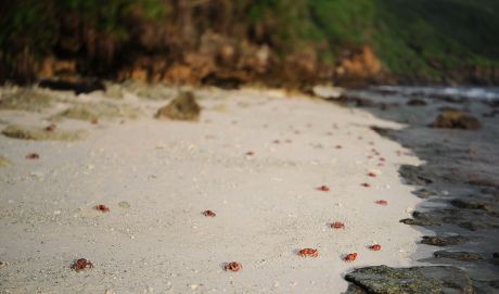 Migrating Red Crabs Reach Ocean Editorial Stock Photo - Stock Image ...