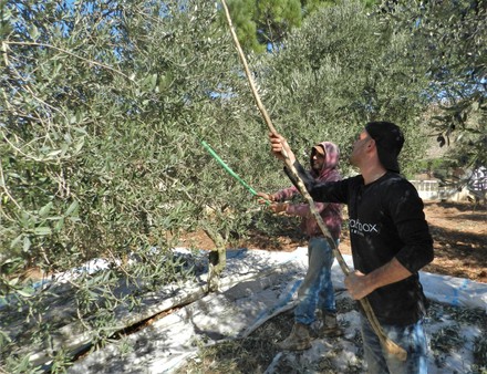 Farmer Displays Olives Orchard Marjayoun Region Editorial Stock Photo ...