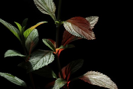 Juanilama Plant San Jose Costa Rica Editorial Stock Photo - Stock Image ...