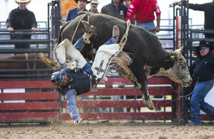 Canada Ontario Orangeville Rodeo Tour Championship Finals - 23 Oct 2021 ...