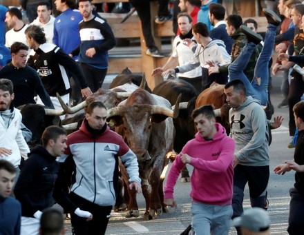 Young Person R Gored By Bull Editorial Stock Photo - Stock Image ...