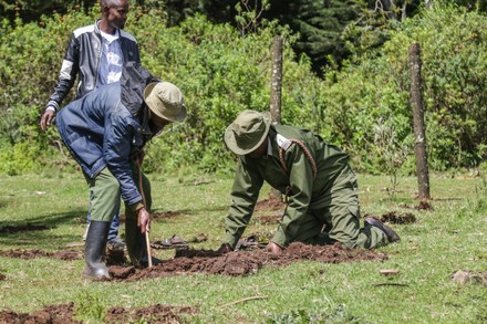 Reforestation inside Mau Forest in Nakuru, Kenya - 23 Oct 2021 Stock ...