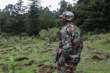 Armed Kenya Forest Service Ranger Stands Editorial Stock Photo - Stock ...