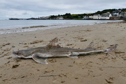 Spiny Dogfish Spurdog Mud Shark Piked Editorial Stock Photo - Stock ...