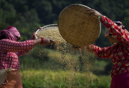 Farmers Seen Using Traditional Threshing Method Editorial Stock Photo ...