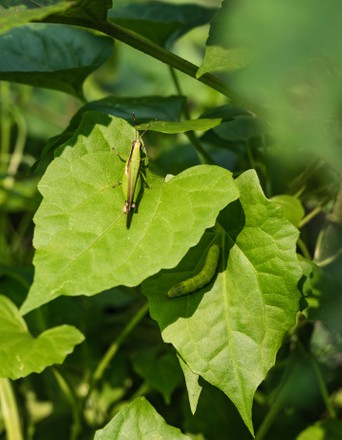 Spinekneed Grasshopper Oxya Hyla Serville 1831 Editorial Stock Photo ...