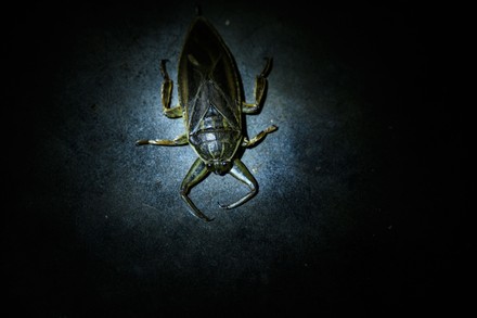Giant Water Bug Lethocerus Indicus Toebiters Editorial Stock Photo ...