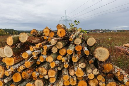 47 Mass deforestation Stock Pictures, Editorial Images and Stock Photos ...