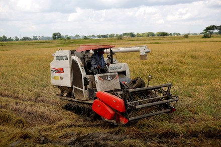 Farmer Harvests Rice Reaping Machine Paddy Editorial Stock Photo ...