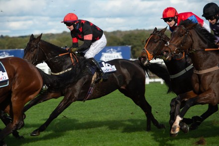 Jockey Rex Dingle L Riding Horse Editorial Stock Photo - Stock Image ...