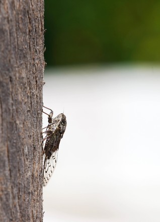 Kefalonia Greece Insect Editorial Stock Photo - Stock Image | Shutterstock