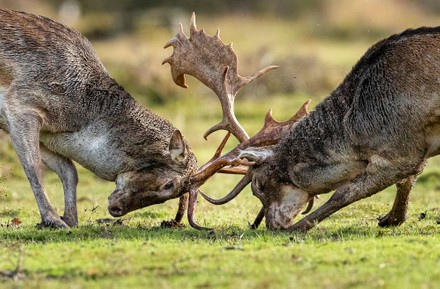 20 Alpha deer Stock Pictures, Editorial Images and Stock Photos ...