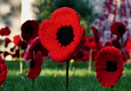 100s Knitted Poppies On Display St Editorial Stock Photo - Stock Image ...