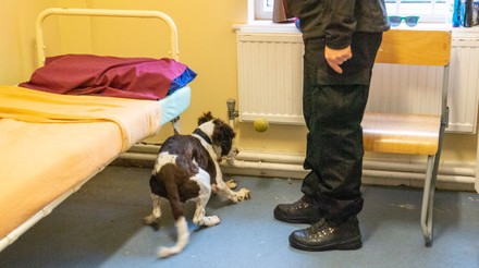 Hmp Training Kennels Stirling House Training Editorial Stock Photo ...