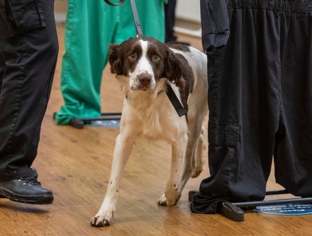 Hmp Training Kennels Stirling House Training Editorial Stock Photo ...