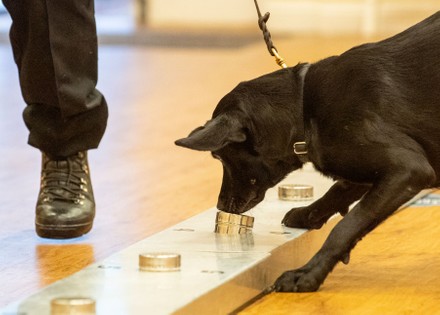 Hmp Training Kennels Stirling House Training Editorial Stock Photo ...