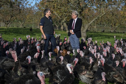 Copas Turkey farm, Cookham, Berkshire, UK - 23 Oct 2020 Stock Pictures ...
