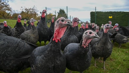 Robert Hardman Visits Copas Turkey Farm Editorial Stock Photo - Stock ...