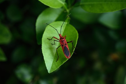 Giant Red Bug Macrocheraia Grandis Found Editorial Stock Photo - Stock ...