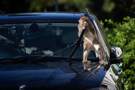 Macaque Bites On Windshield Wiper Car Editorial Stock Photo - Stock ...
