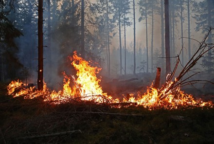 Forest Fire Sweden Editorial Stock Photo - Stock Image | Shutterstock