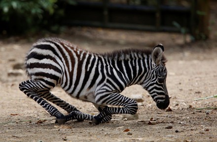 500 Baby zebra Stock Pictures, Editorial Images and Stock Photos ...