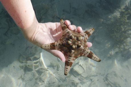 Starfish Monkey Mia Western Australia Editorial Stock Photo - Stock ...