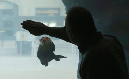 St Louis Aquarium Worker Tries Get Editorial Stock Photo - Stock Image ...