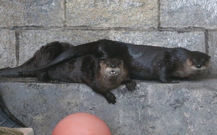 Three St Louis Aquariums New Otters Editorial Stock Photo - Stock Image ...
